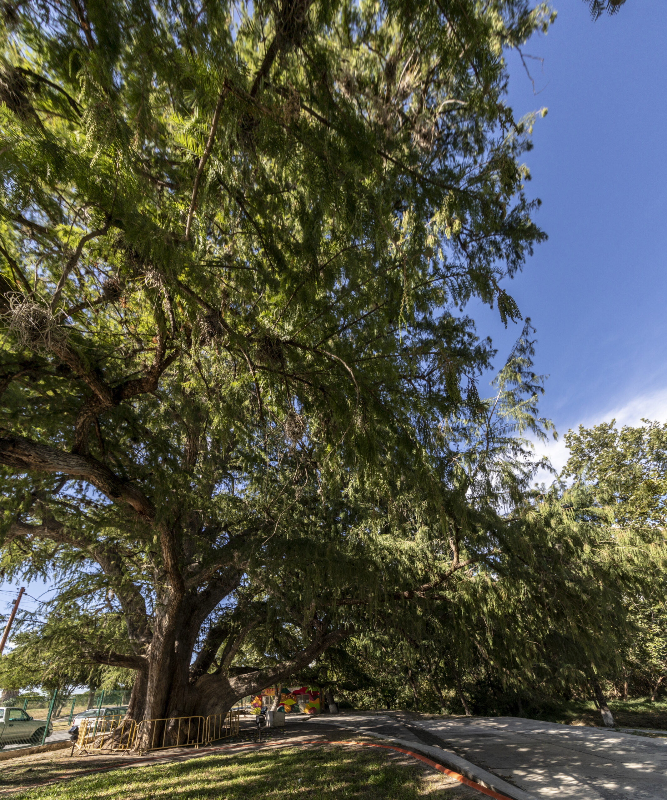 Parque Recreativo El Sabino Gordo - Nuevo León
