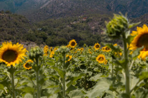 Campo de Girasoles: El secreto mejor guardado de Laguna de Sánchez - Nuevo León